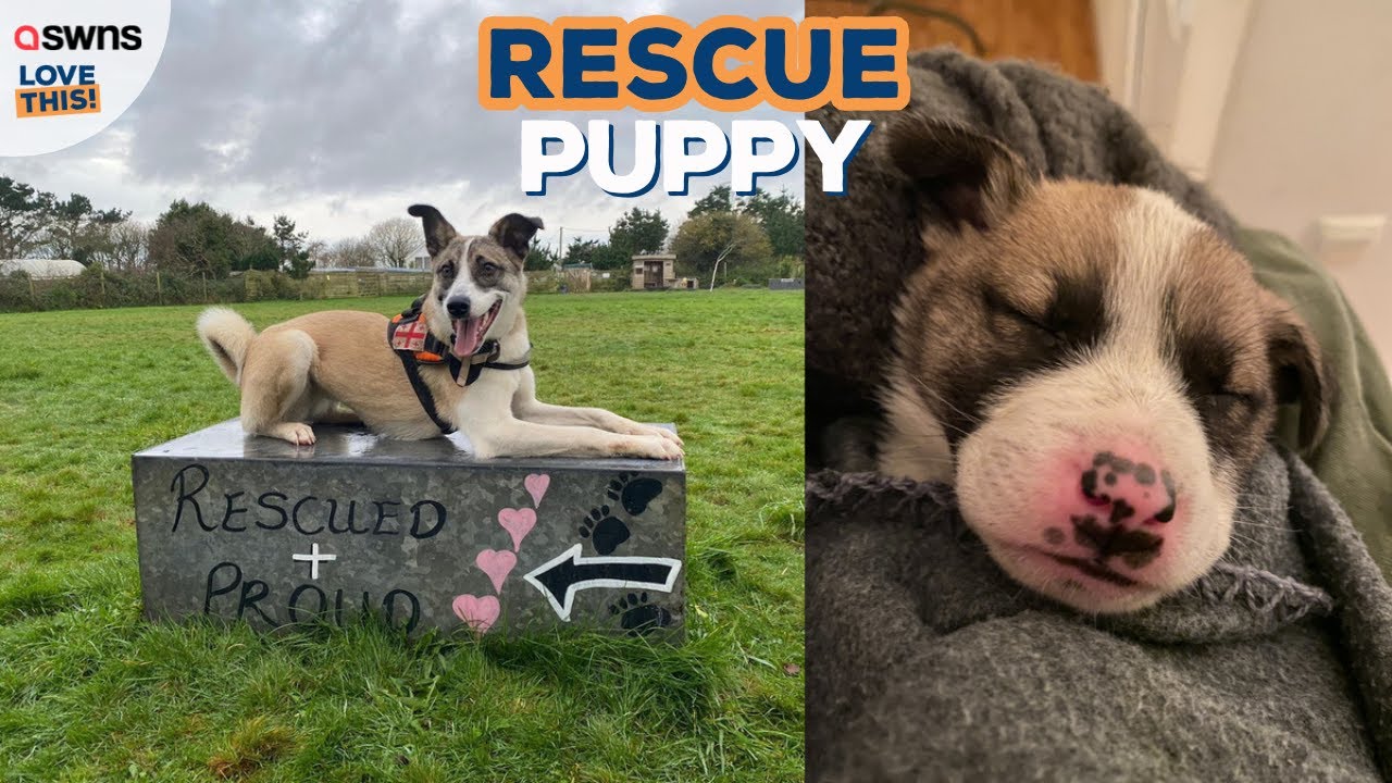 Couple rescue puppy on holiday and spend £2k and a year bringing it ...
