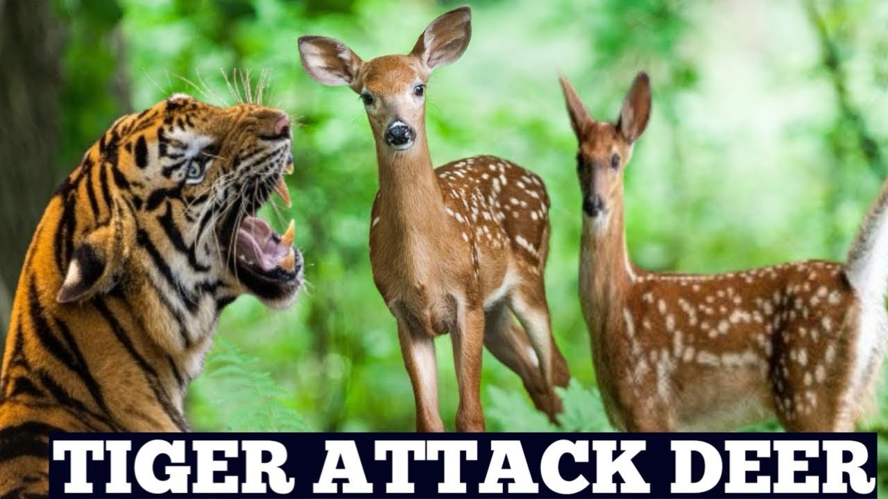 tiger attack deer/🐅live animals video - YouTube