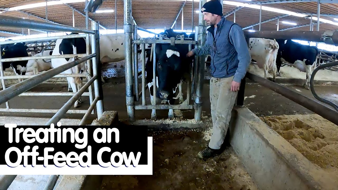 Treating an Off-Feed Cow - YouTube