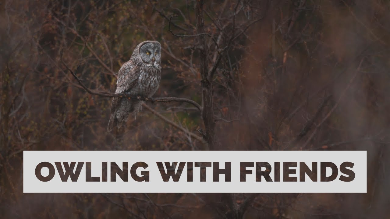 Photographing an Owl With Mark Smith and Isaac Spotts - Bird ...