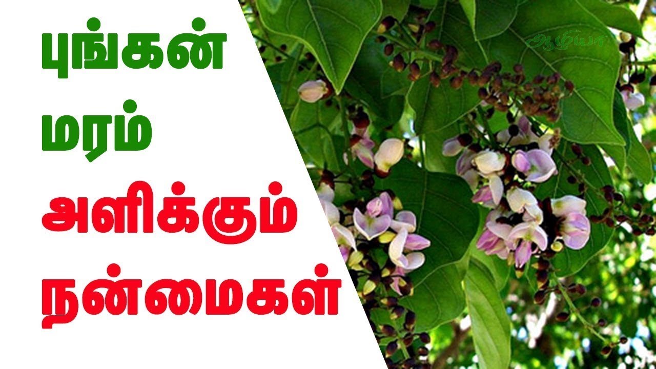 ஆக்ஸிஜனை அதிகளவு உற்பத்தி செய்யும் புங்க மரத்தின் அரிய நன்மைகள் Pungai ...