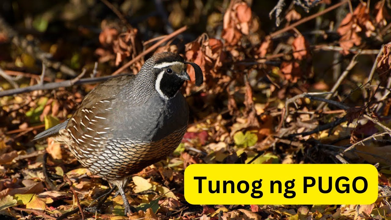Tunog ng PUGO | Sound of QUAIL - YouTube
