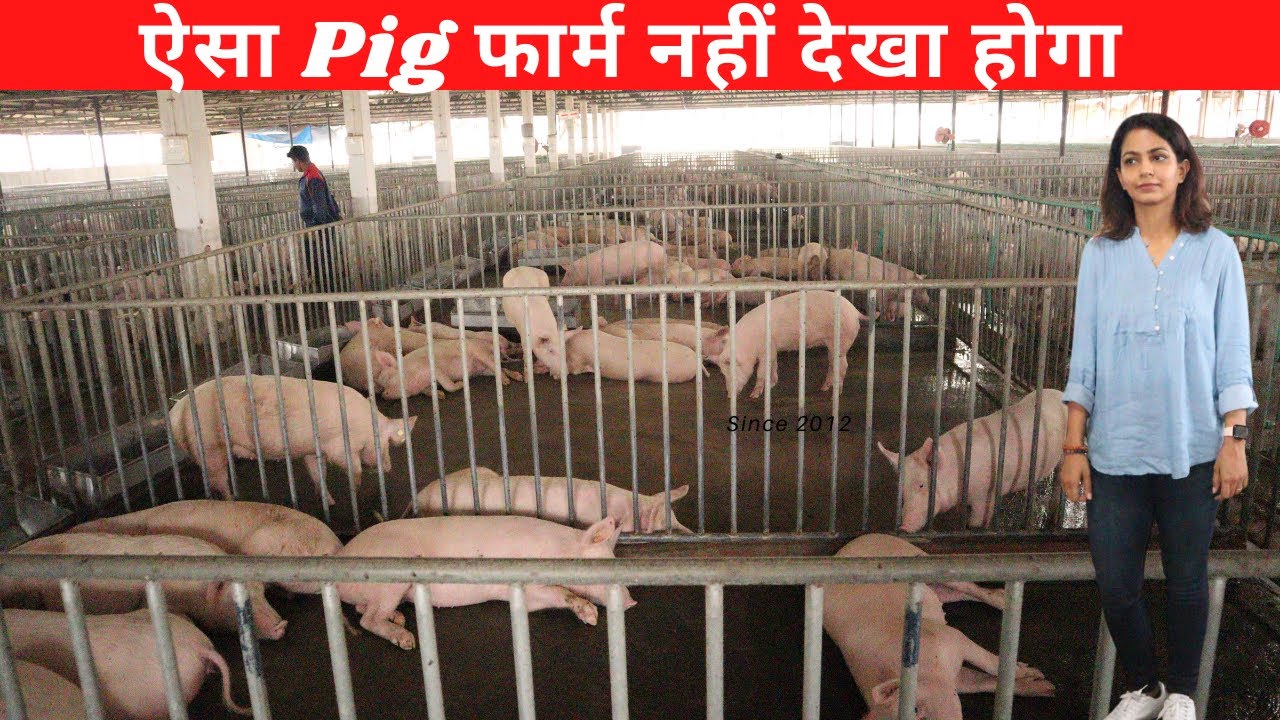 India Best Pig farm - YouTube