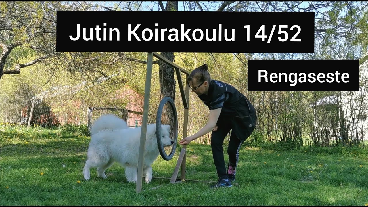 14/52 - Rengashyppyeste. Samojedinkoira Jutin Koirakoulu - Temppukoulu ...