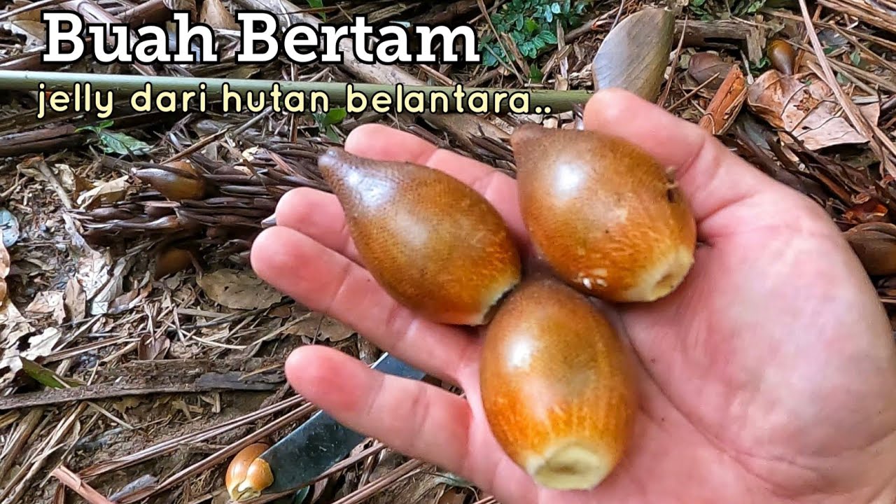 Buah Bertam. - YouTube