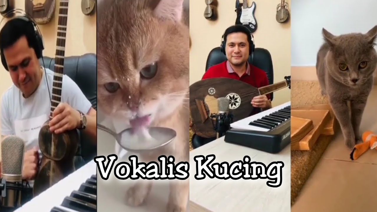 Viral Vokalis Kucing || Kucing Nyanyi - YouTube