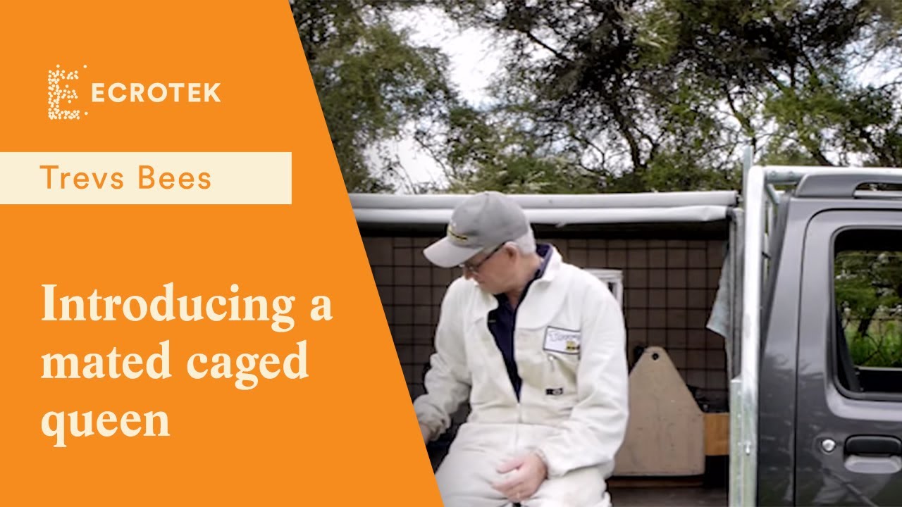 Trevs Bees - Introducing a mated caged queen into a honey bee colony ...