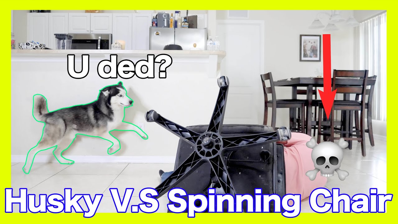 Dog Reacts To Spinning Chair [Funny Husky] - YouTube