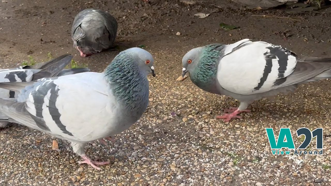 Rock Doves are eating grain ‍and making sounds - YouTube