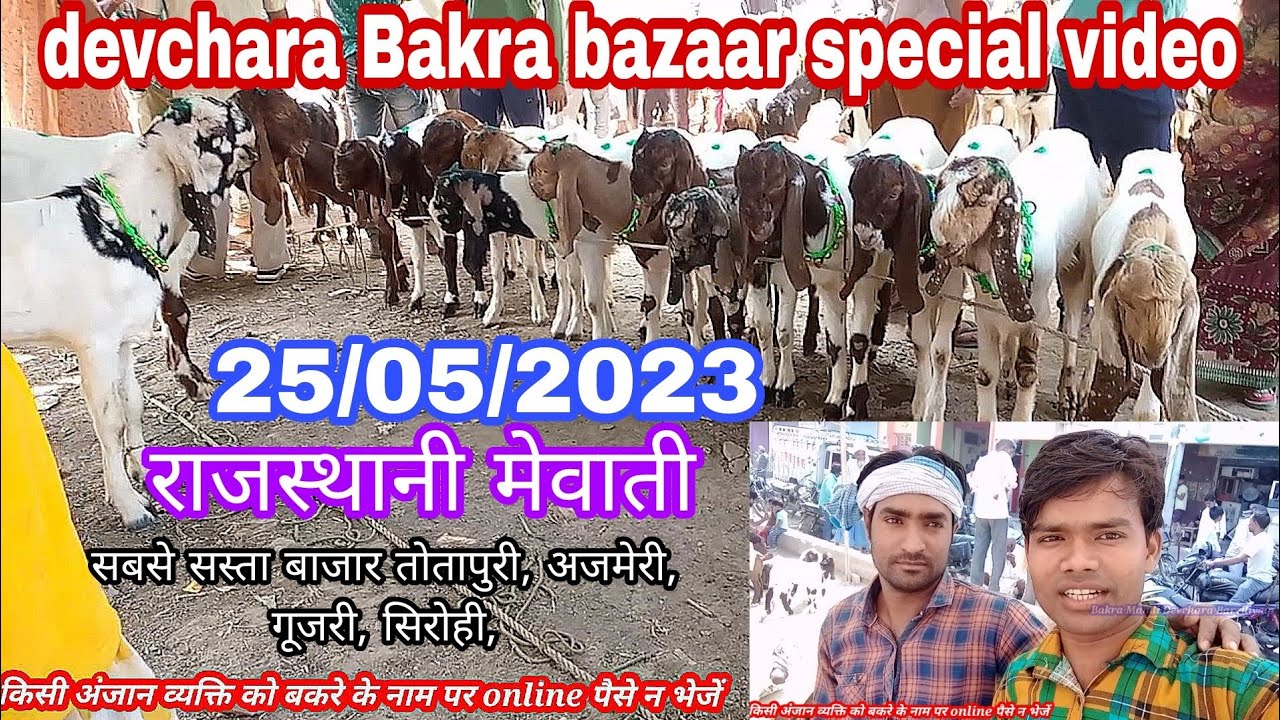 25 मई 2023 devchara Bareilly bakra bazaar तोतापुरी, अजमेरी, गूजरी, सिरोही, देवचरा ...