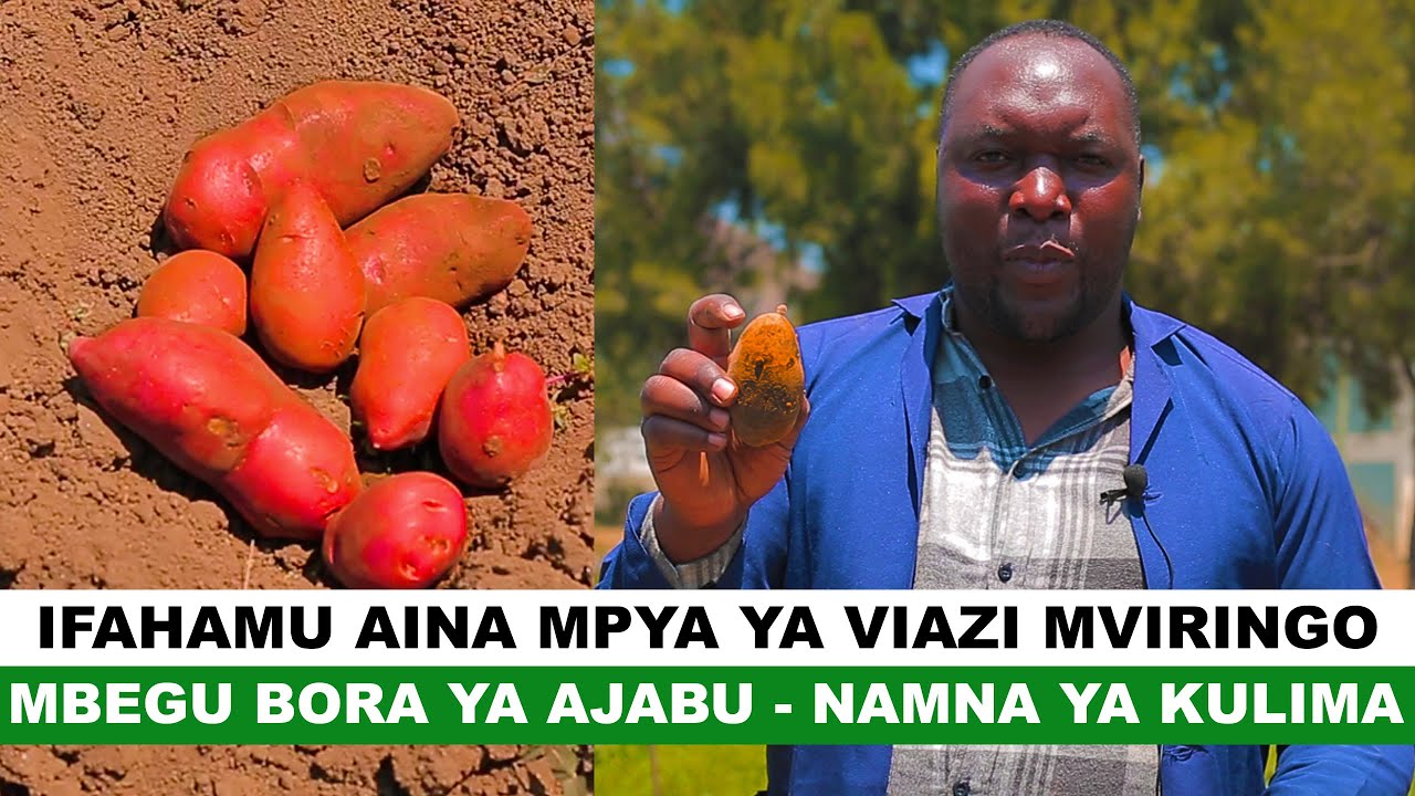 KILIMO BORA CHA VIAZI MVIRINGO NA MBINU ZAKE - AINA MPYA YA MBEGU ...