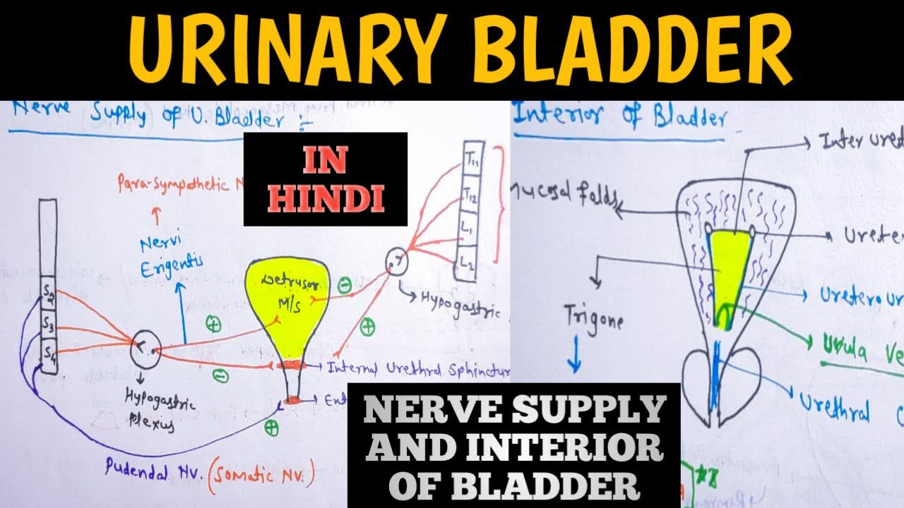 Urinary Bladder Nerve Supply Of Urinary Bladder Interior Of Urinary