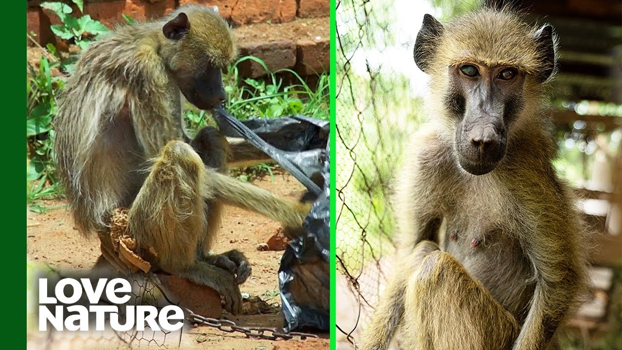 Pet Baboon Saved and Brought Back to Life | Malawi Wildlife Rescue ...
