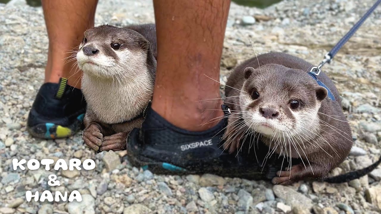 大親友のカワウソが別れを惜しんでハグする瞬間にジーンと来た Otter Best Friends Meet Up then Say ...