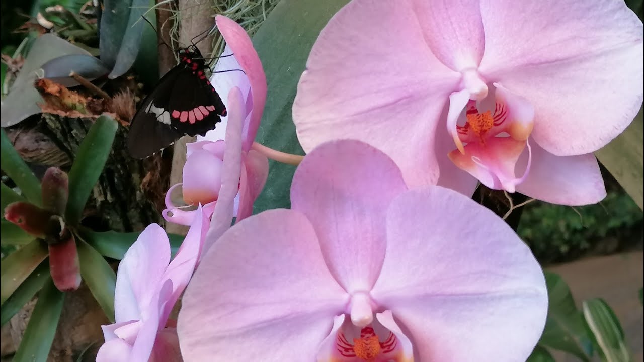 Especial 100 suscriptores. Viaje a Tenerife, Mariposario del Drago ...