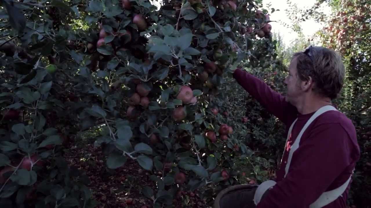 Old Hill Cider Documentary - YouTube