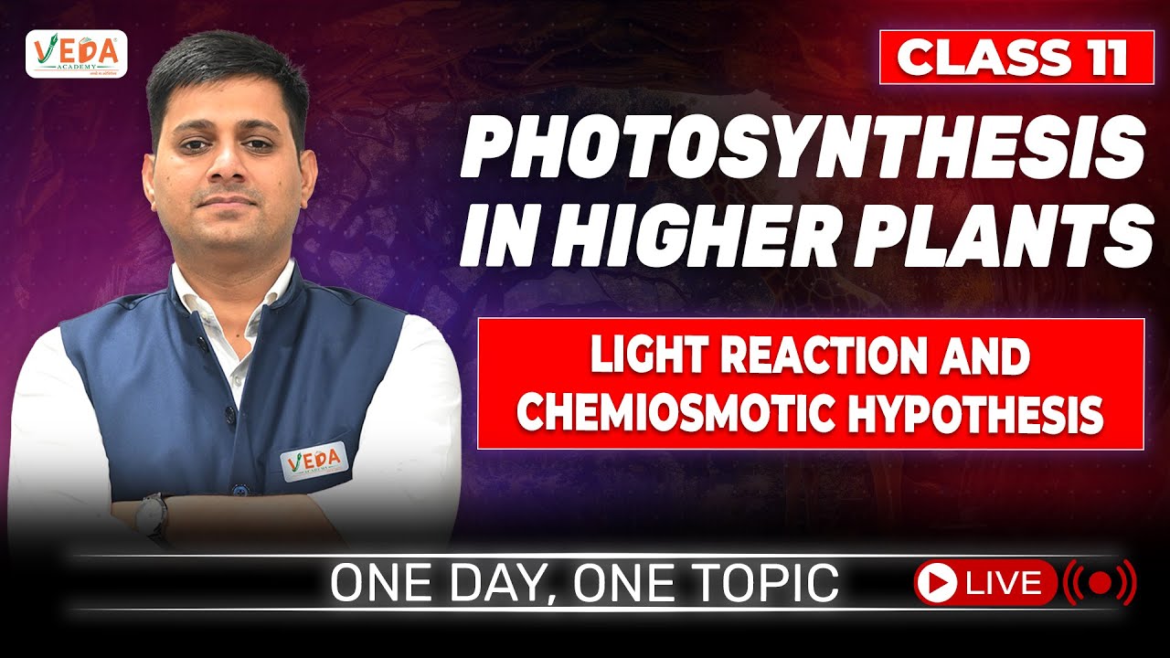 Light Reaction and Chemiosmotic Hypothesis | Photosynthesis in Higher ...