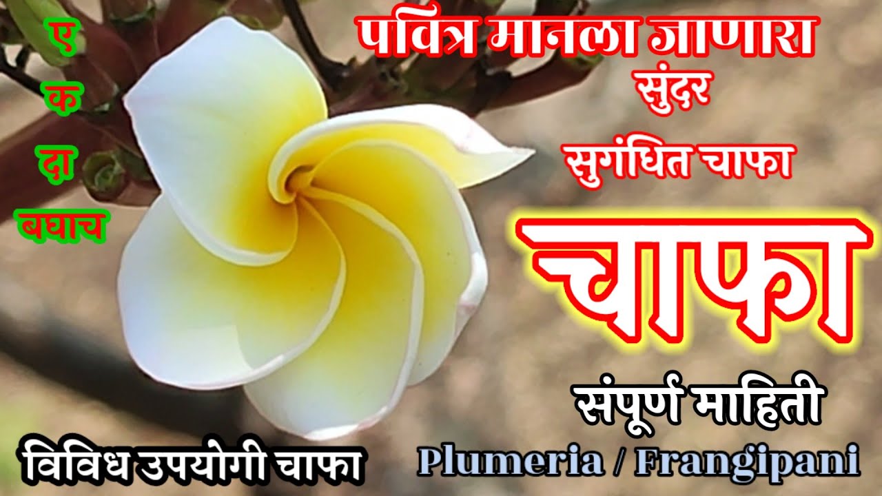 चाफा#Chafa#चाफा फूल#चाफा झाड#नाग चाफा#चाफा फुलांची माहिती#चाफा वृक्ष# ...