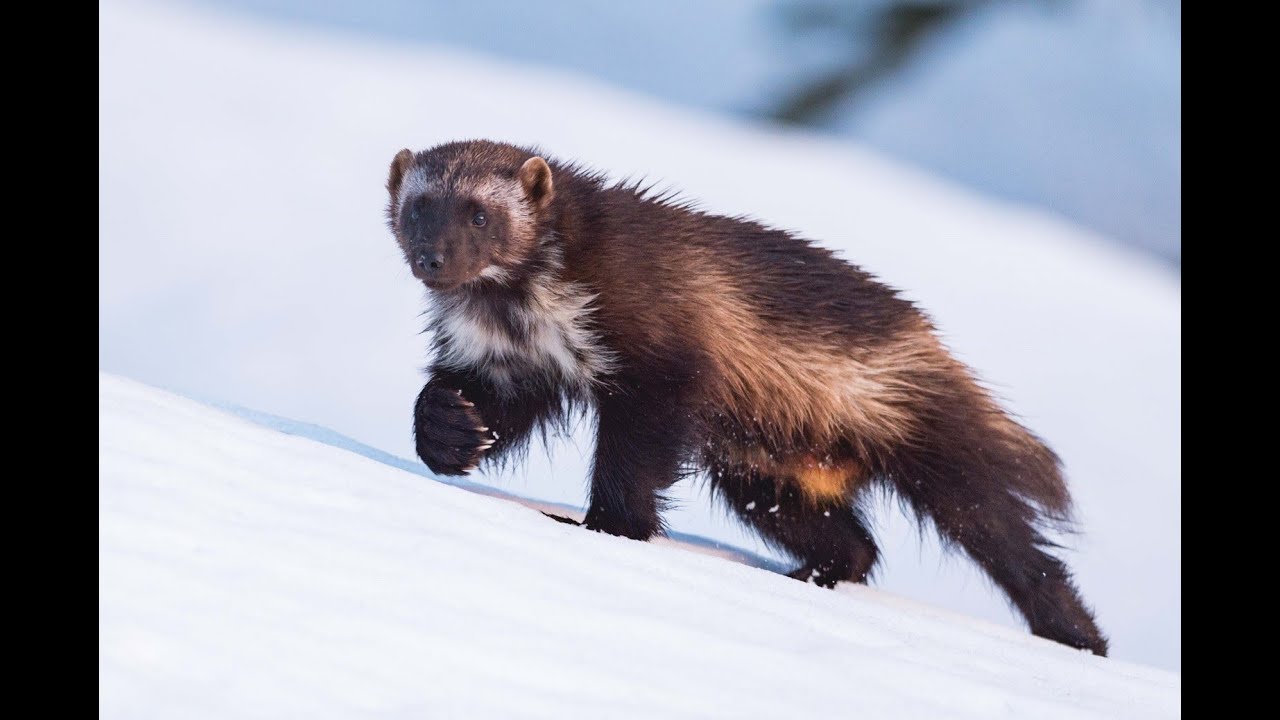 Wolverine! Alaska! Nat Geo WILD - YouTube