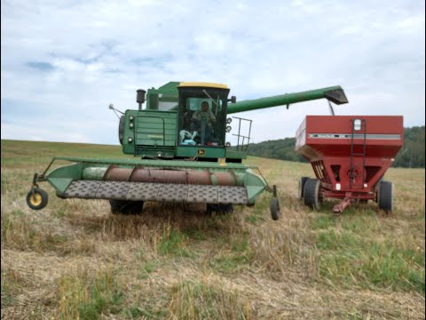 Harvesting Buckwheat In Ohio - YouTube