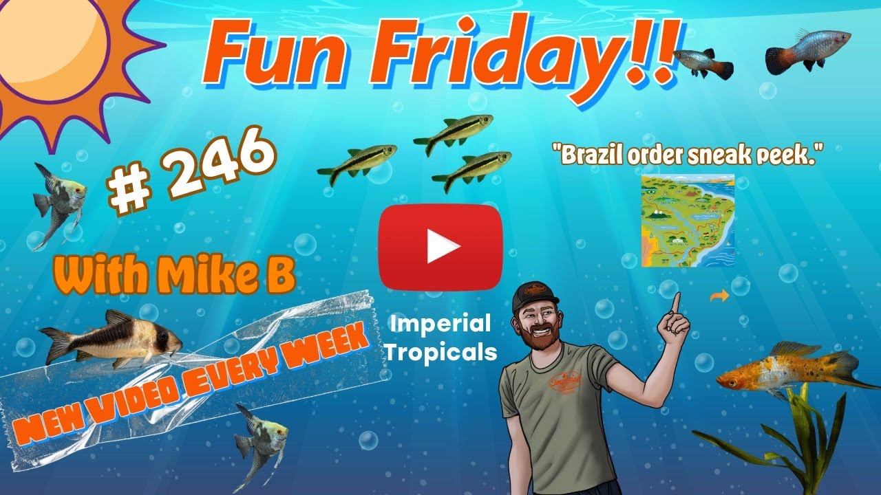 Imperial Tropicals Fun Friday#! 246! Brasil order Sneak Peak! - YouTube