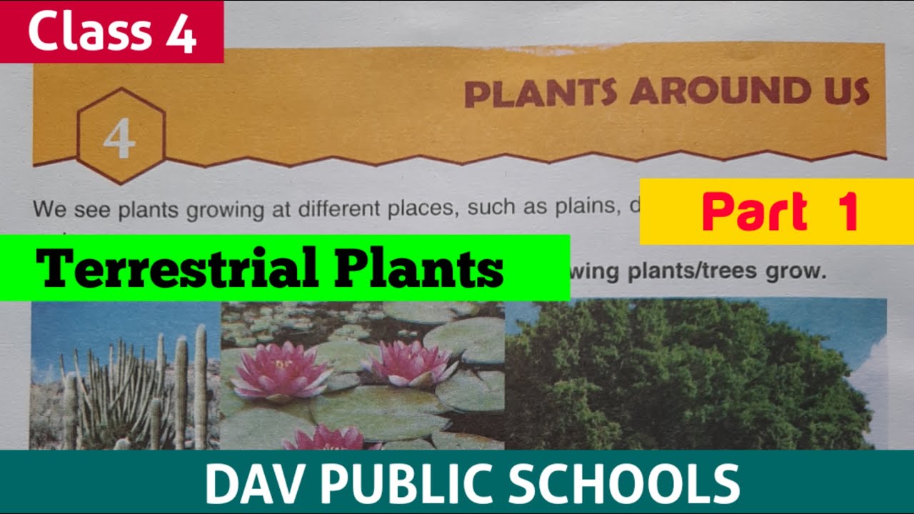 class 4 science chapter 4 plants around us - YouTube
