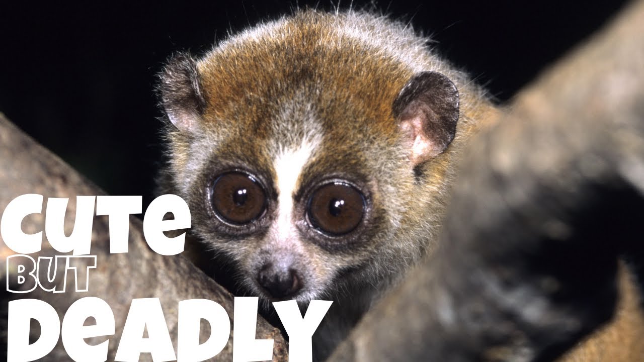 Animal Spotlight: THESE Cute Slow Lorises Have Venom in Their Elbows ...
