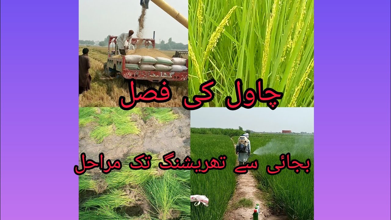 Rice Crop Cultivation in Pakistan||Rice Crop Production Technology ...