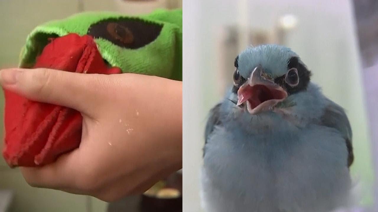 Why This Zoo Uses a Puppet to Feed Rescued Baby Chick - YouTube