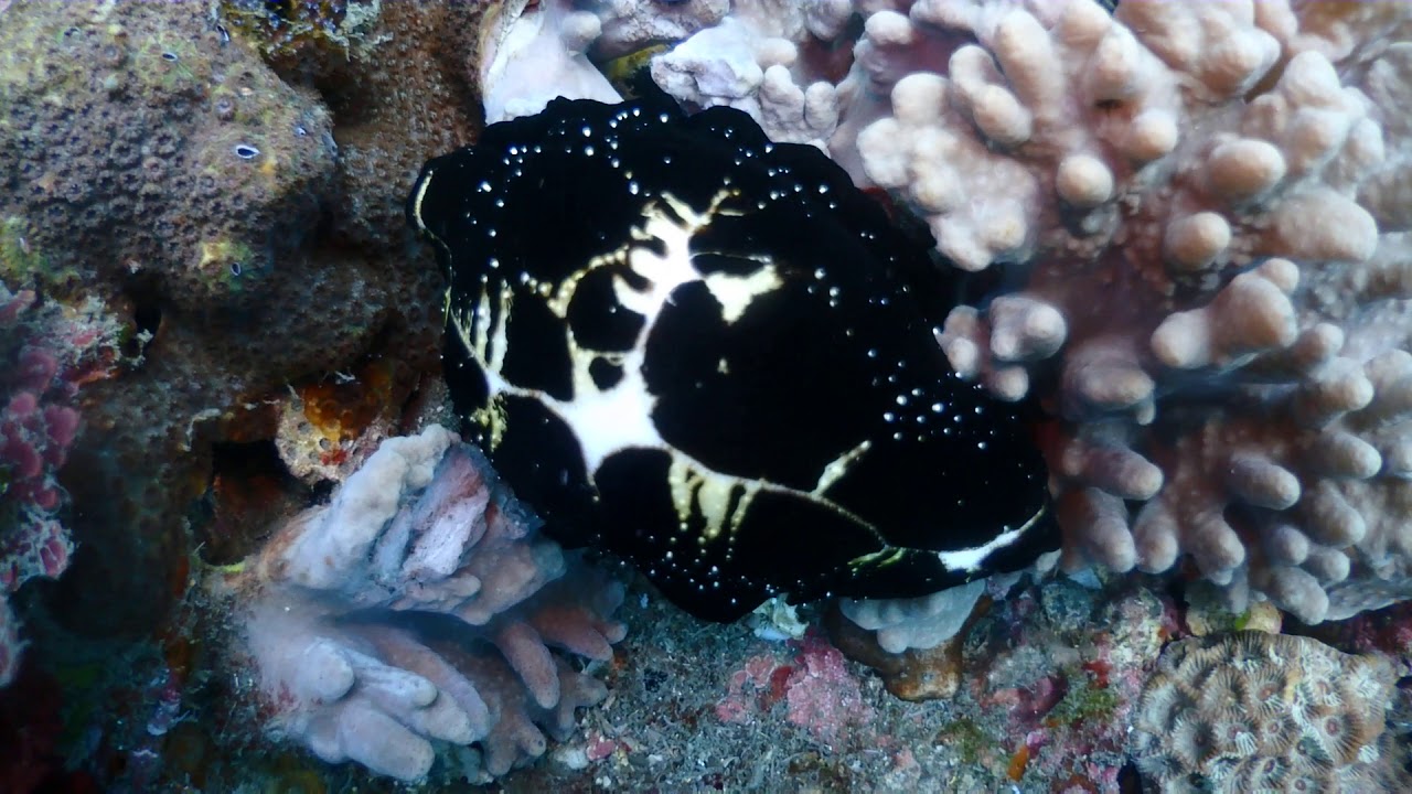 20190817 Ruby Point 24 - YouTube