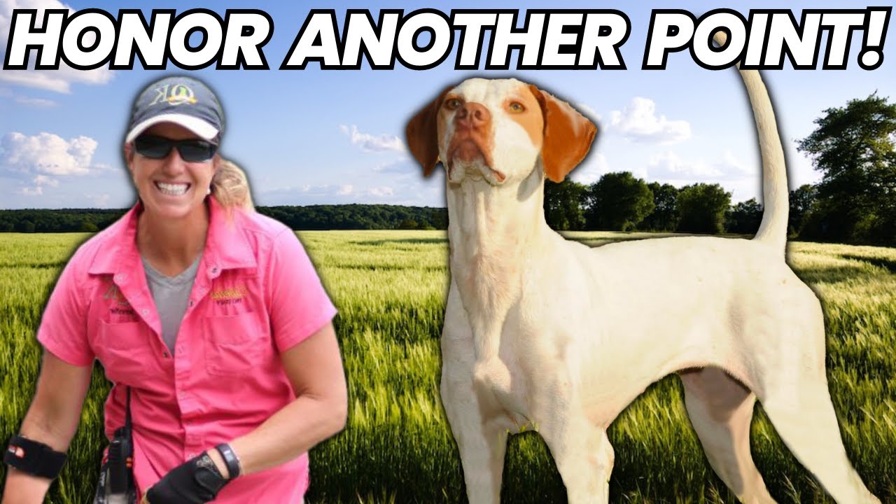 POINTING DOG DRILL - Honoring Another Dog on Point! - YouTube
