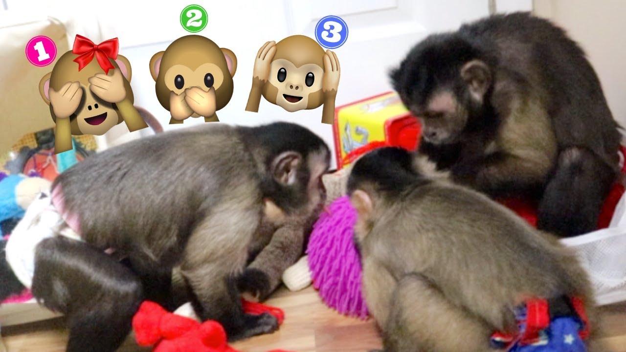 3 Monkeys in the Playroom! (MONKEY ENRICHMENT) - YouTube