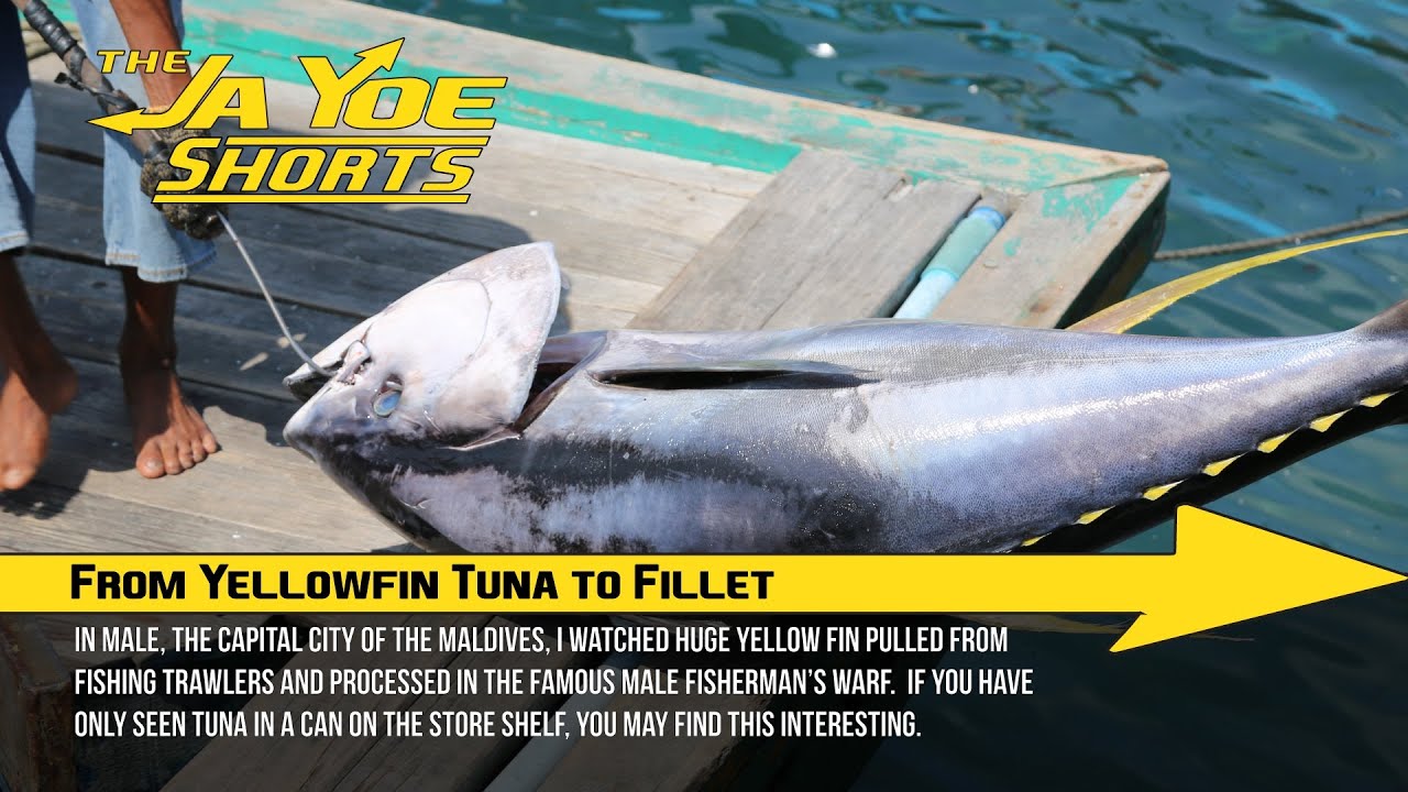 FILLET A YELLOWFIN TUNA IN THE MALDIVES - YouTube