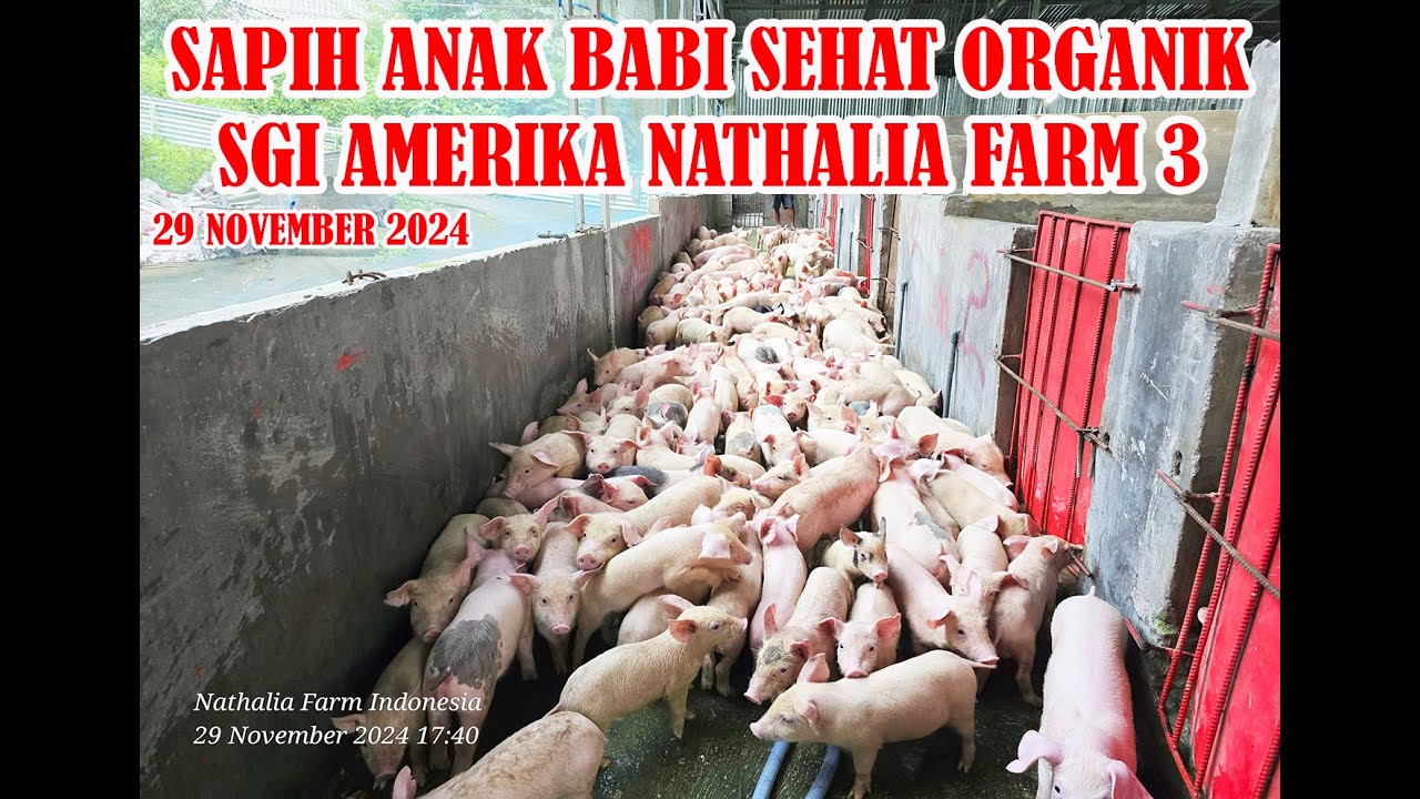 PISAH INDUK ANAK BABI SEHAT ORGANIK NATHALIA FARM 3 - YouTube