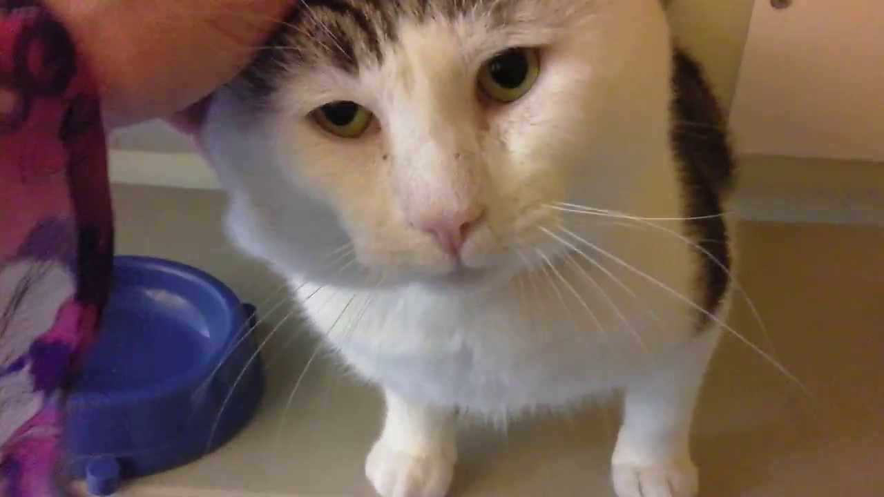 Cats Protection Brutus fabulous CHUBBY cheeks & pale eyes - YouTube