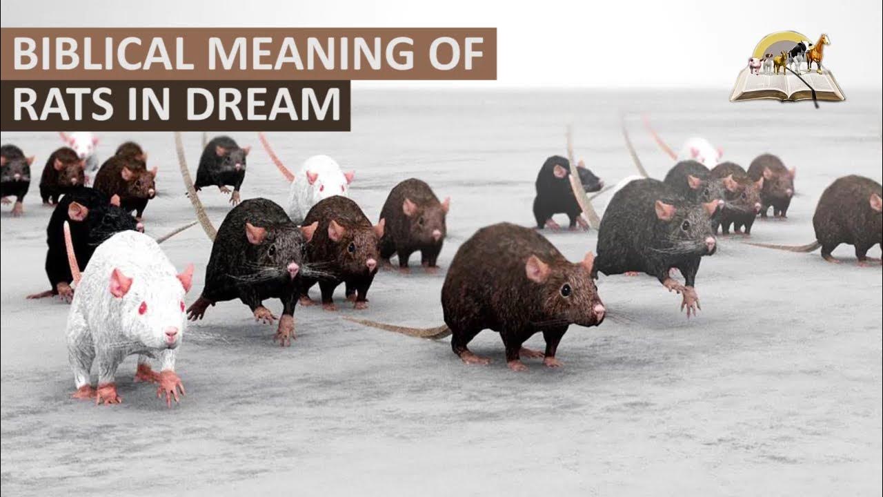 Biblical Meaning Of RATS In Dream Find Out Dreams About Rats YouTube biblical-meaning-of-rats-in-dream-find-out-dreams-about-rats-youtube