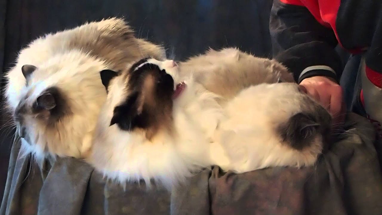 Cat with an attitude - YouTube