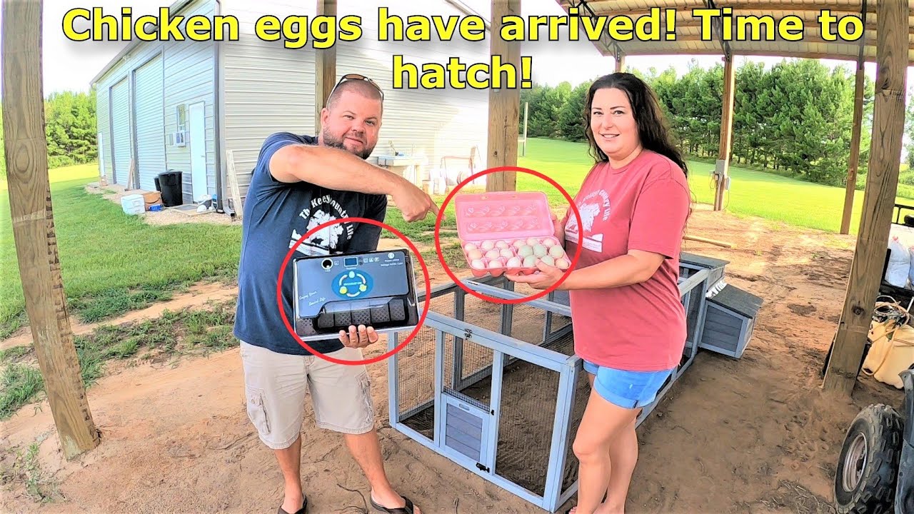 Time to hatch our chicken eggs! It begins! #595 - YouTube
