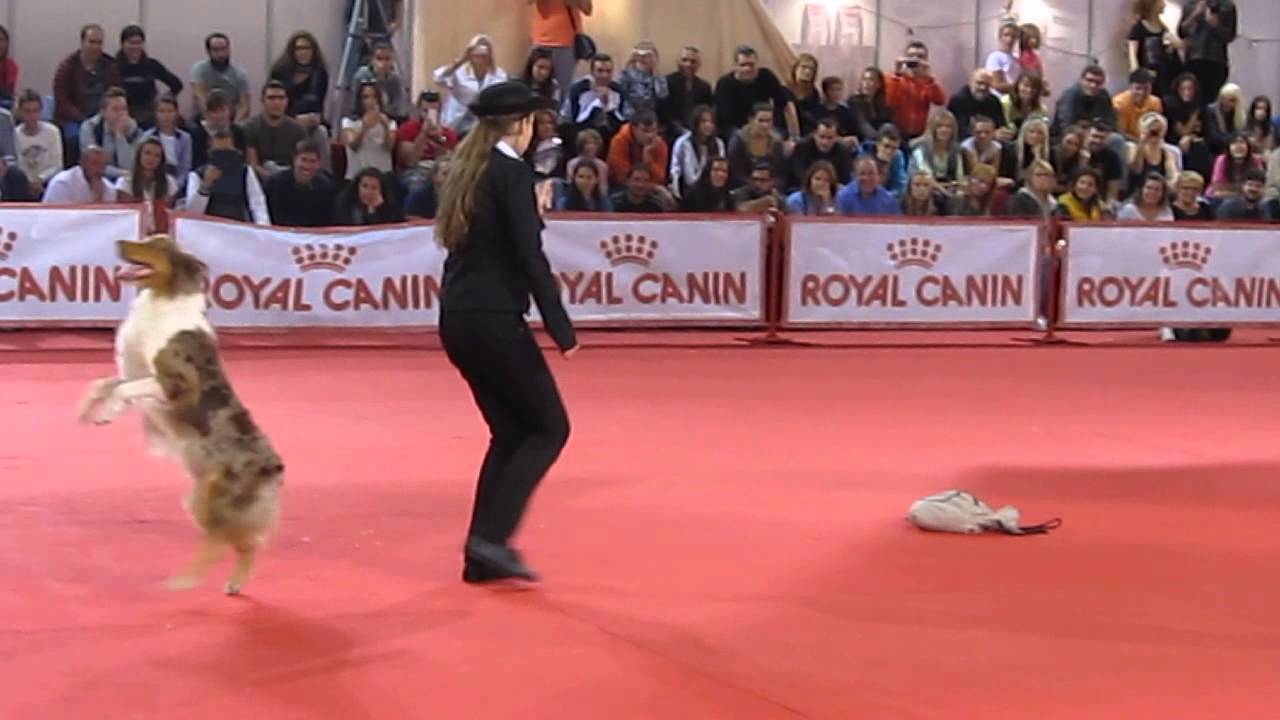 2η Διεθνής έκθεση σκύλων - YouTube