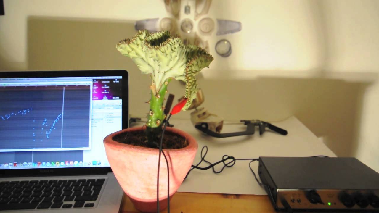 Experiment with U1 Device and Cactus - YouTube