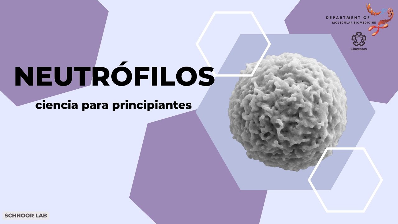 ¿Qué son los neutrófilos? Science 101 - YouTube