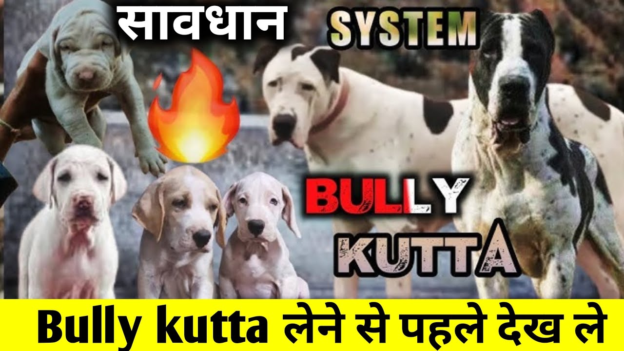 New litter of bully kutta puppies | Top-quality Pakistani bully puppies ...
