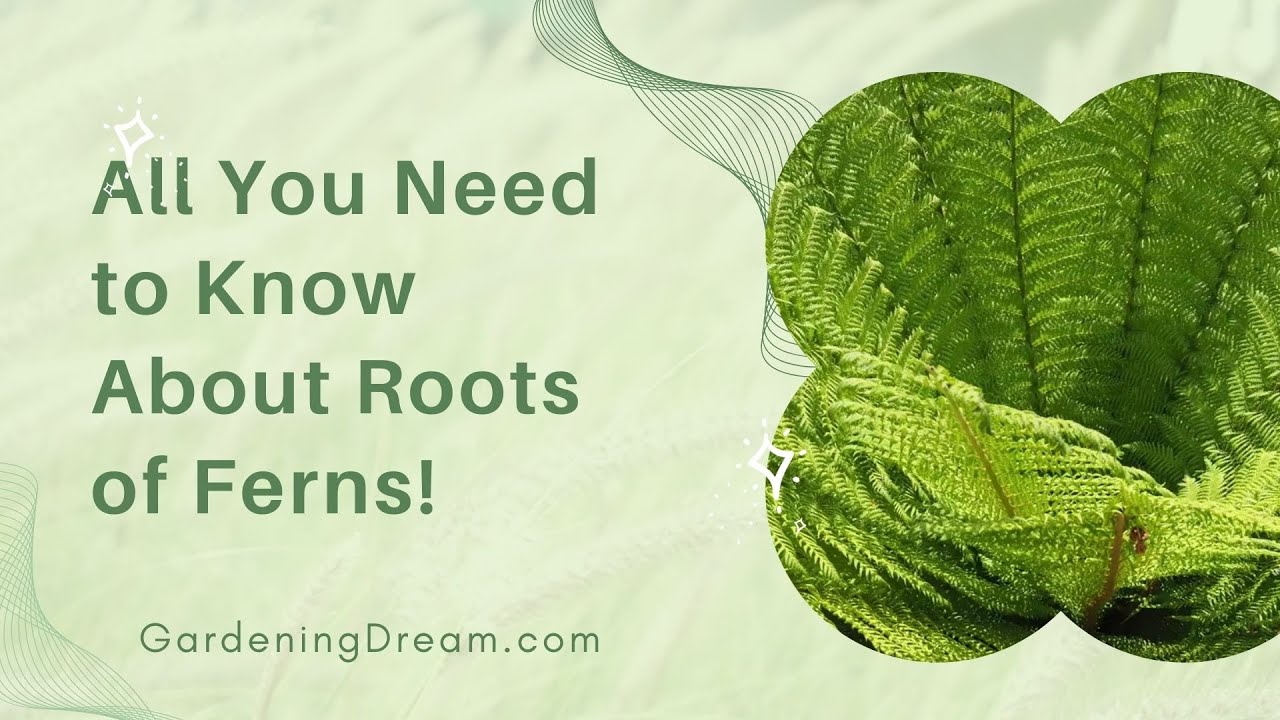 All You Need to Know About Roots of Ferns! - YouTube