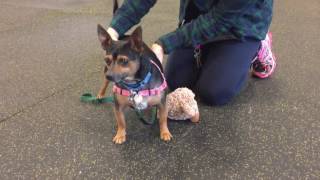 Mini Doberman Terrier Mix