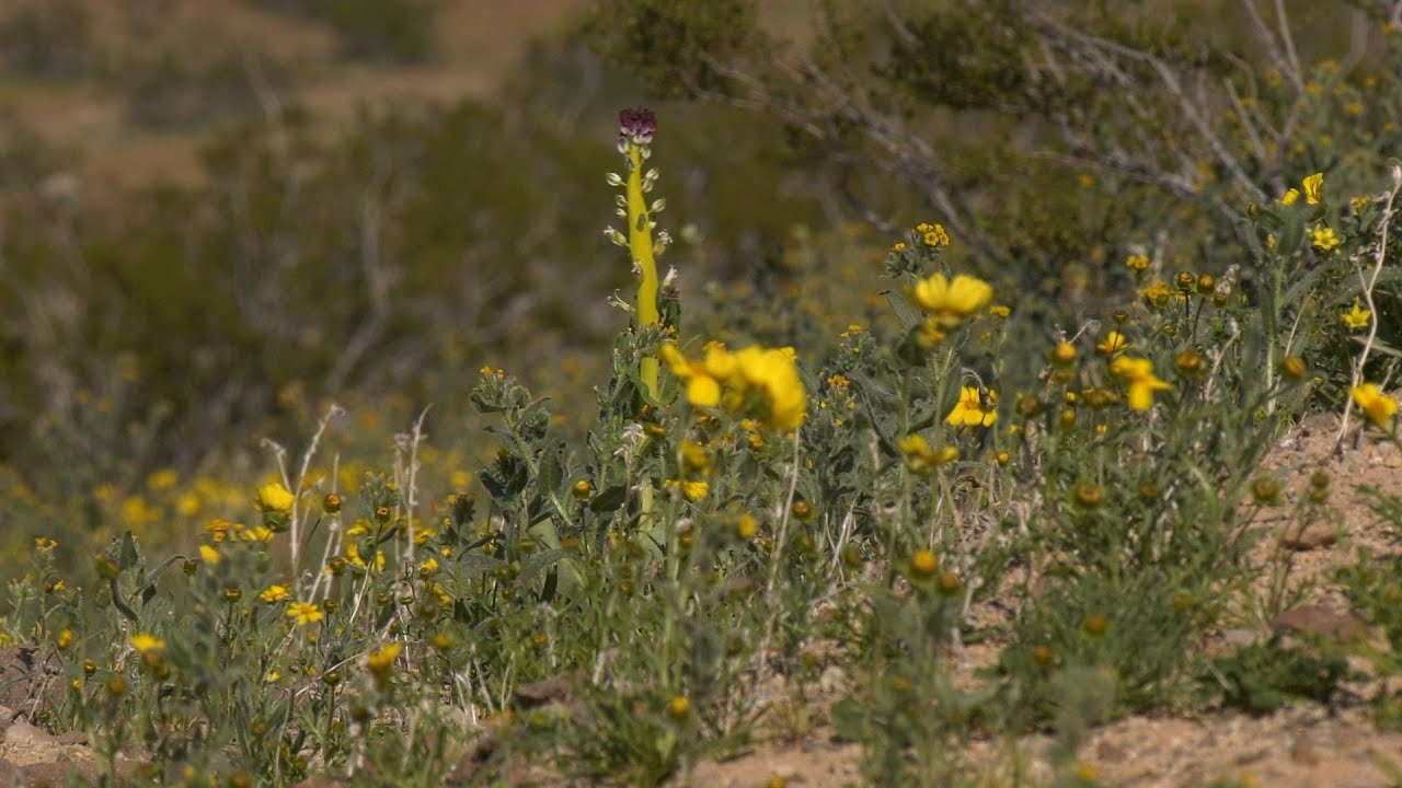 Wildflowers on a Windy March Day - YouTube