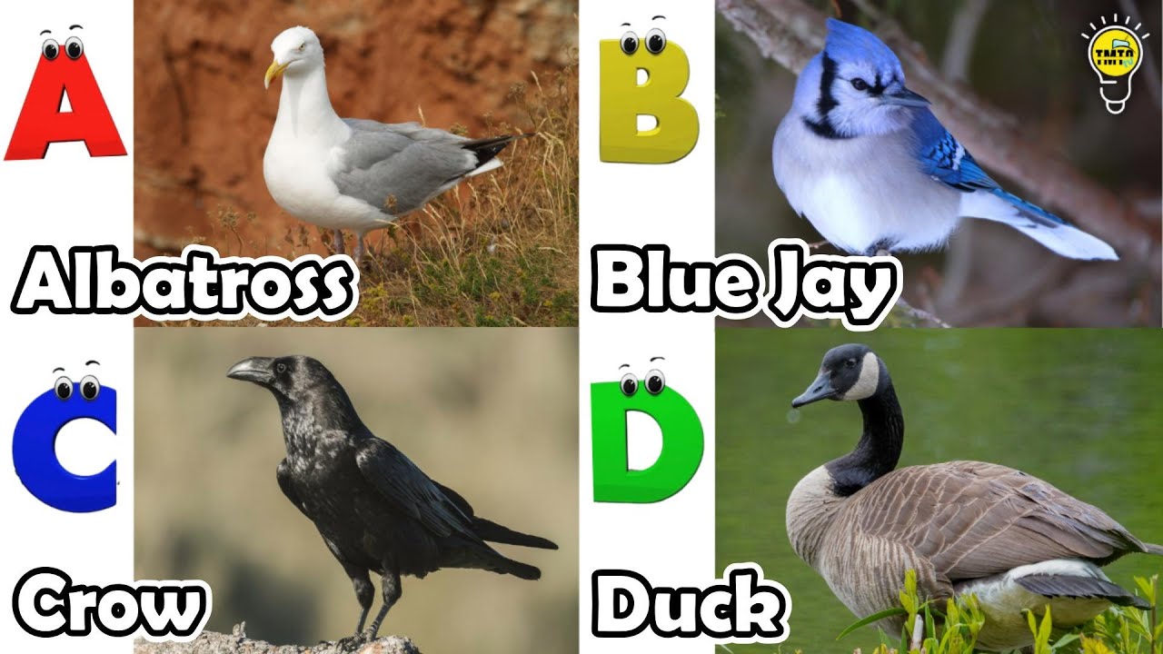 Birds Alphabet Song for Kids | Birds ABC Song | Phonics for Kids | Baby ...