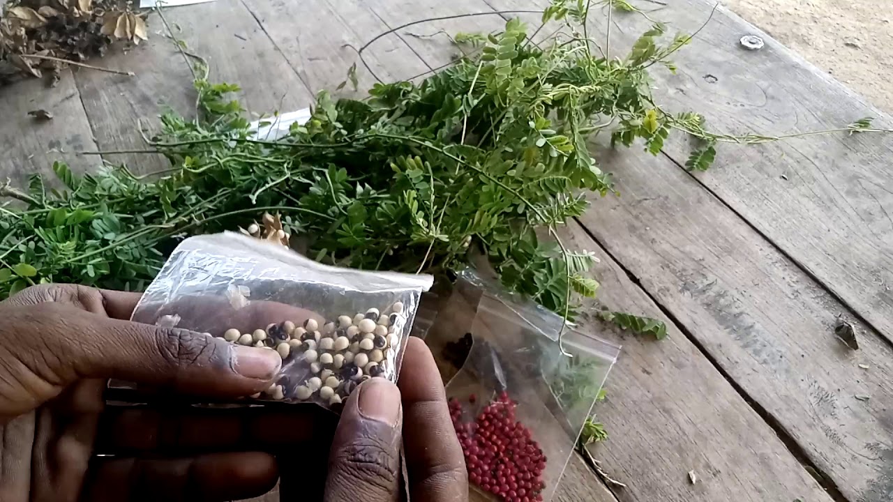 #Gurivindha (gunja) seeds available 100% original seeds "pure white ...