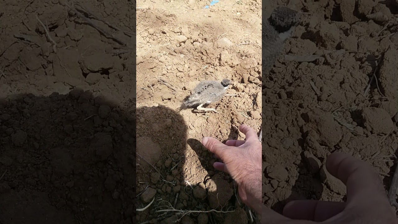Tatiri baby bird - YouTube