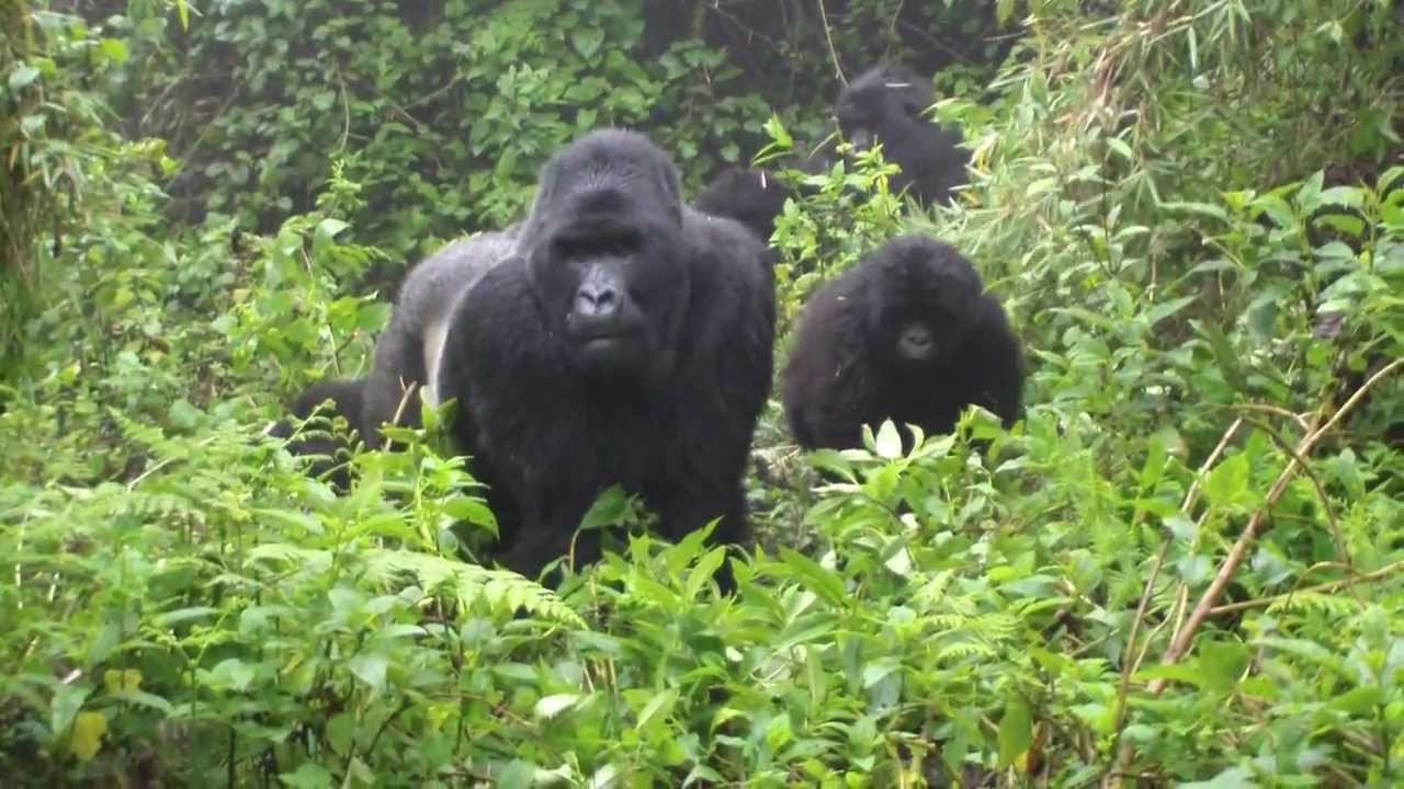 Gorillas in Rwanda charging - YouTube