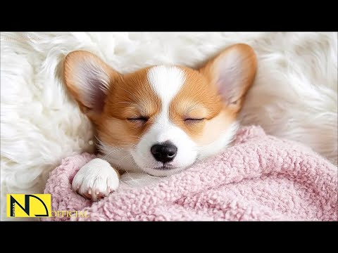 Rahatlatıcı Müzik💖Derin Uyku Yavru Köpek Sakin Müziği🐶🎵Köpek Ayrılık Kaygısı Müziği🎵